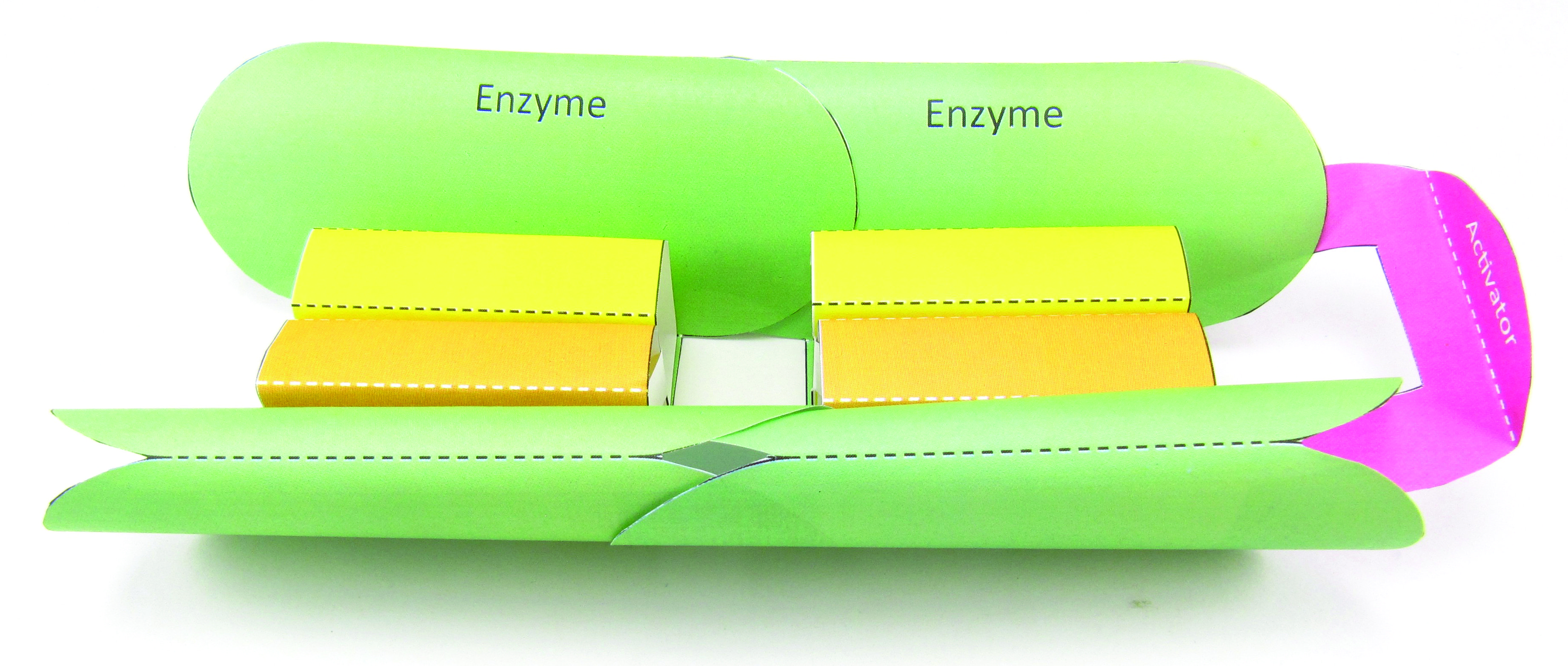 Enzymes—NewPath Science 3-D Model Kit | Flinn Scientific