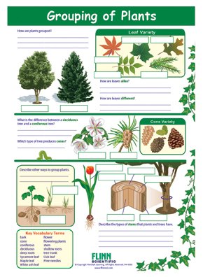 Grouping of Plants—NewPath Visual Learning Guide | Flinn Scientific