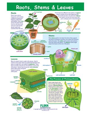 Roots, Stems & Leaves—NewPath Visual Learning Guide