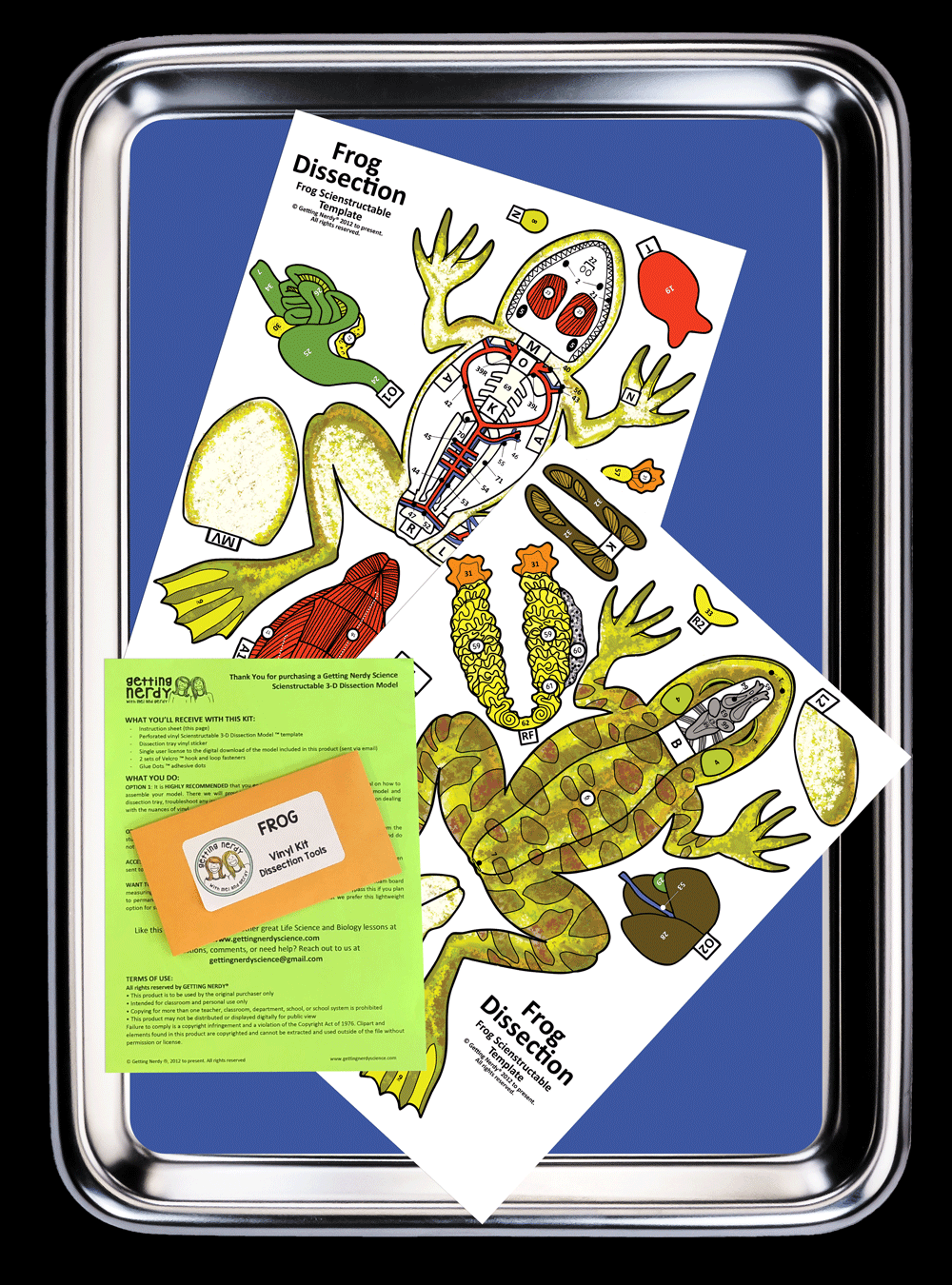 Getting Nerdy Science Scienstructable 3 D Dissection Frog Vinyl Model Getting Nerdy Science Scienstructable 3 D Dissection Frog Vinyl Model