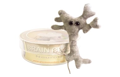 Brain Cells, Giant Microbe®, for Anatomy and Physiology
