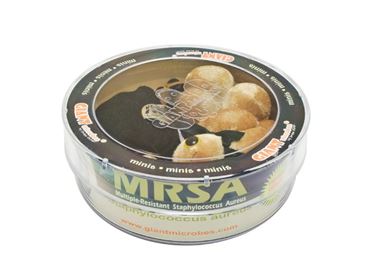 MRSA, Giant Microbe®, Petri Dish | Flinn Scientific