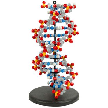 Dynamic DNA