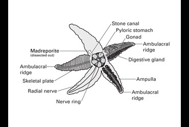 Flinn Digital Dissection Labs, 1-Year Access