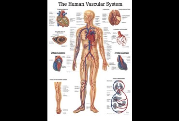 Charts for Anatomy Studies in Biology and Life Science