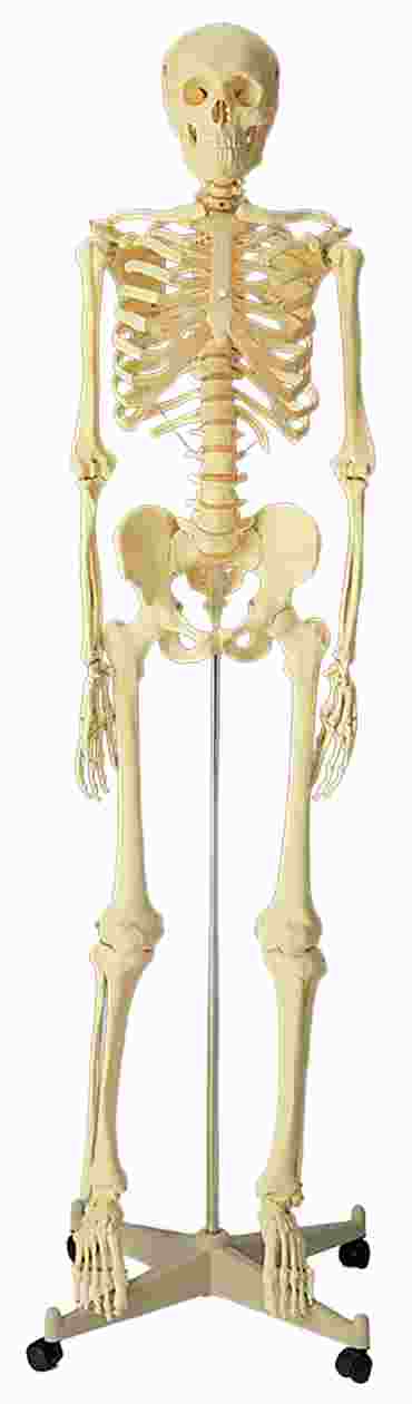 skeleton mannequin