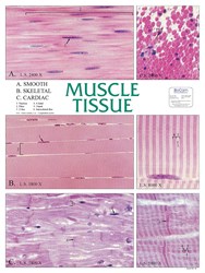 Muscle Tissue Chart | Flinn Scientific