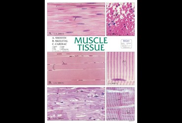 Tissue Charts for Anatomy Studies in Biology and Life Science