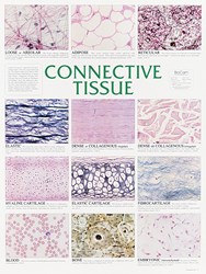 Connective Tissue Chart | Flinn Scientific
