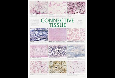 Tissue Charts for Anatomy Studies in Biology and Life Science