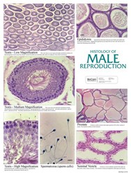 Reproductive System Charts for Anatomy Studies in Biology and Life Science