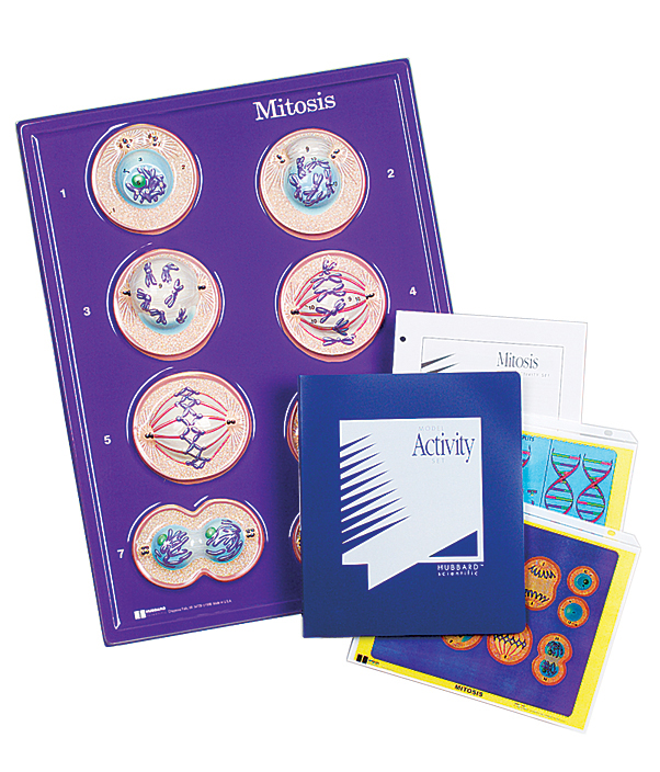 Mitosis and Meiosis Model Activity Sets for Biology and Life Science