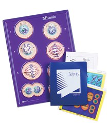 Mitosis and Meiosis Model Activity Sets for Biology and Life Science