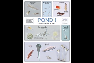 Phylum Posters and Wall Charts for Biology and Life Science
