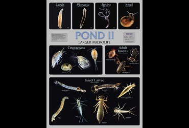 Phylum Posters and Wall Charts for Biology and Life Science