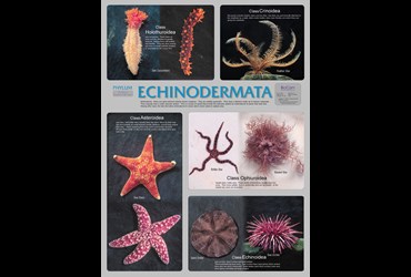 Phylum Posters and Wall Charts for Biology and Life Science