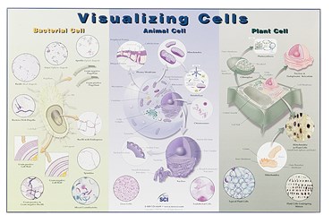 Visualizing Cells Posters for Biology and Life Science
