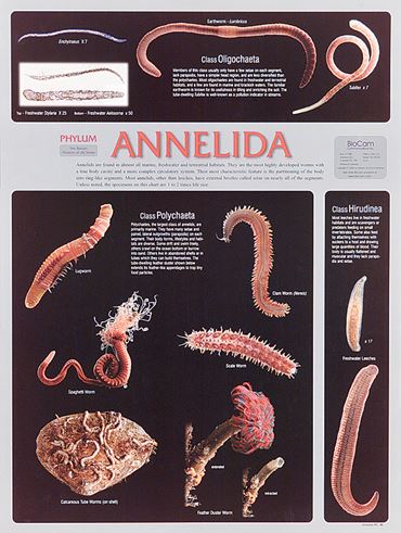Phylum Posters and Wall Charts for Biology and Life Science