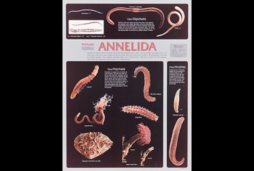 Phylum Posters and Wall Charts for Biology and Life Science