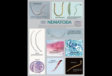 Phylum Posters and Wall Charts for Biology and Life Science