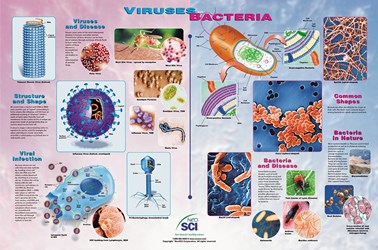 Viruses and Bacteria Posters for Biology and Life Science