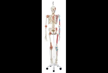 3B Scientific® Super Skeleton Sam for Anatomy and Physiology