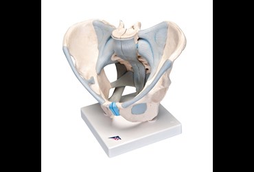 3B Scientific® Male Pelvis Models for Anatomy and Physiology