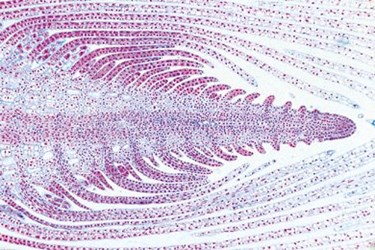 Slide, Elodea, l.s. | Flinn Scientific